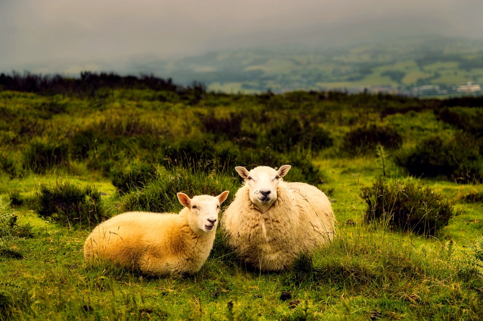 What's The Difference Between Ram and Sheep? - Pet Breeezy