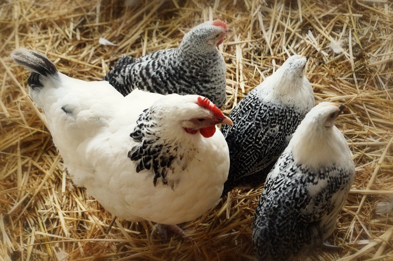 5 Chicken Breeds with 5 Toes (with Images) - Pet Breeezy