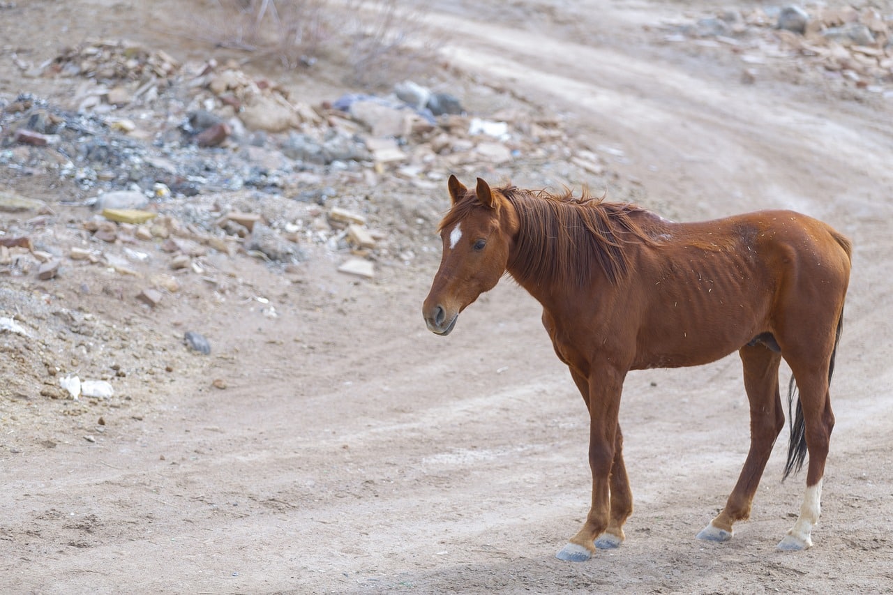 7 Persian Horse Breeds - Pet Breeezy