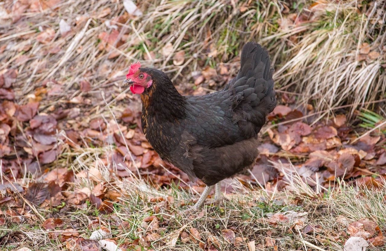 10 French Chicken Breeds - A Comprehensive Guide - Pet Breeezy