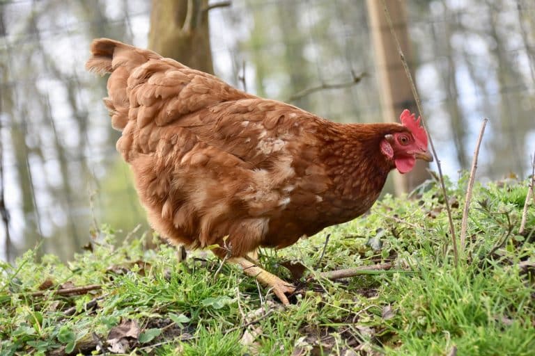 12 Red Chicken Breeds - Pet Breeezy