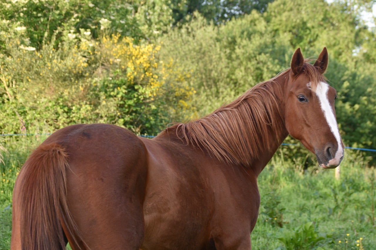 17 French Horse Breeds - Pet Breeezy