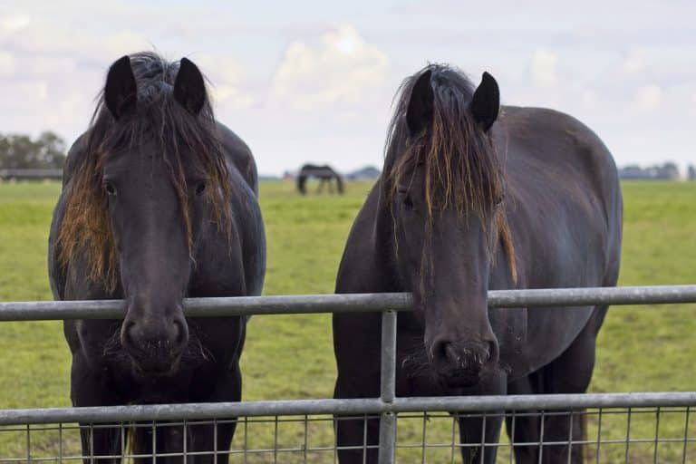 Friesian Horse: Facts, Lifespan, Behavior, & Care Guide - Pet Breeezy