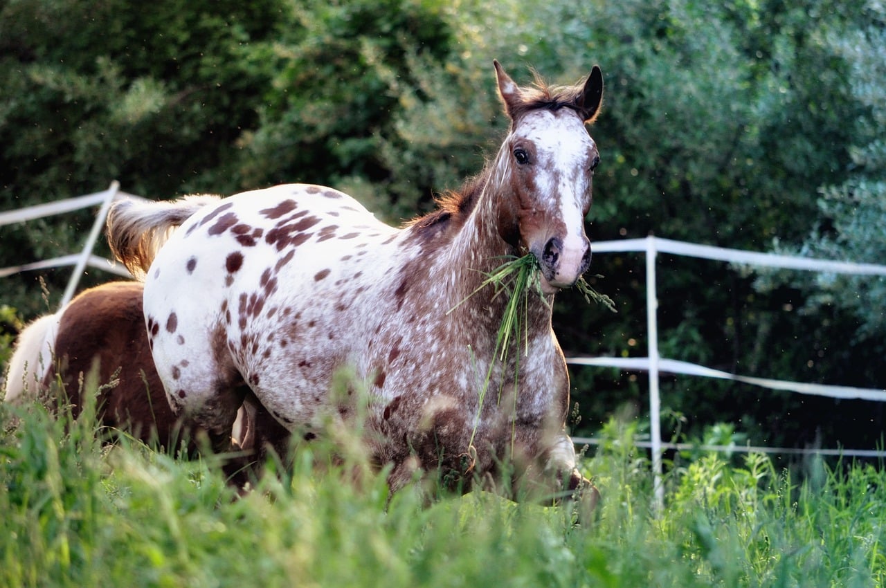 Appaloosa Horse: Facts, Lifespan, Behavior & Care Guide - Pet Breeezy