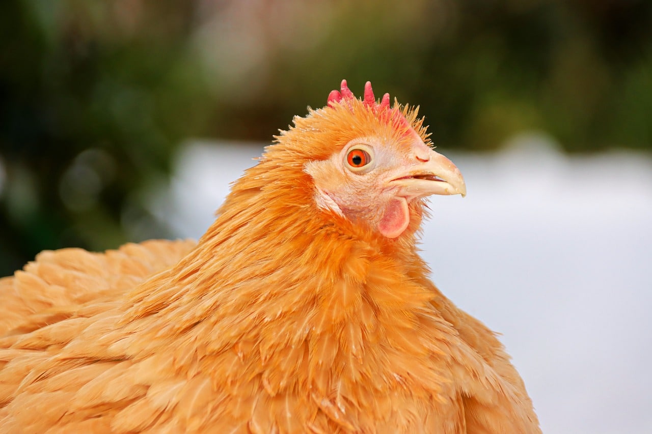 6 Chinese Chicken Breeds - Pet Breeezy