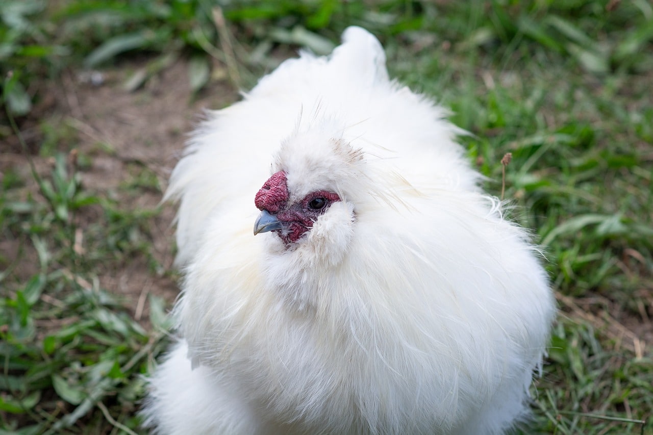 10 French Chicken Breeds - A Comprehensive Guide - Pet Breeezy