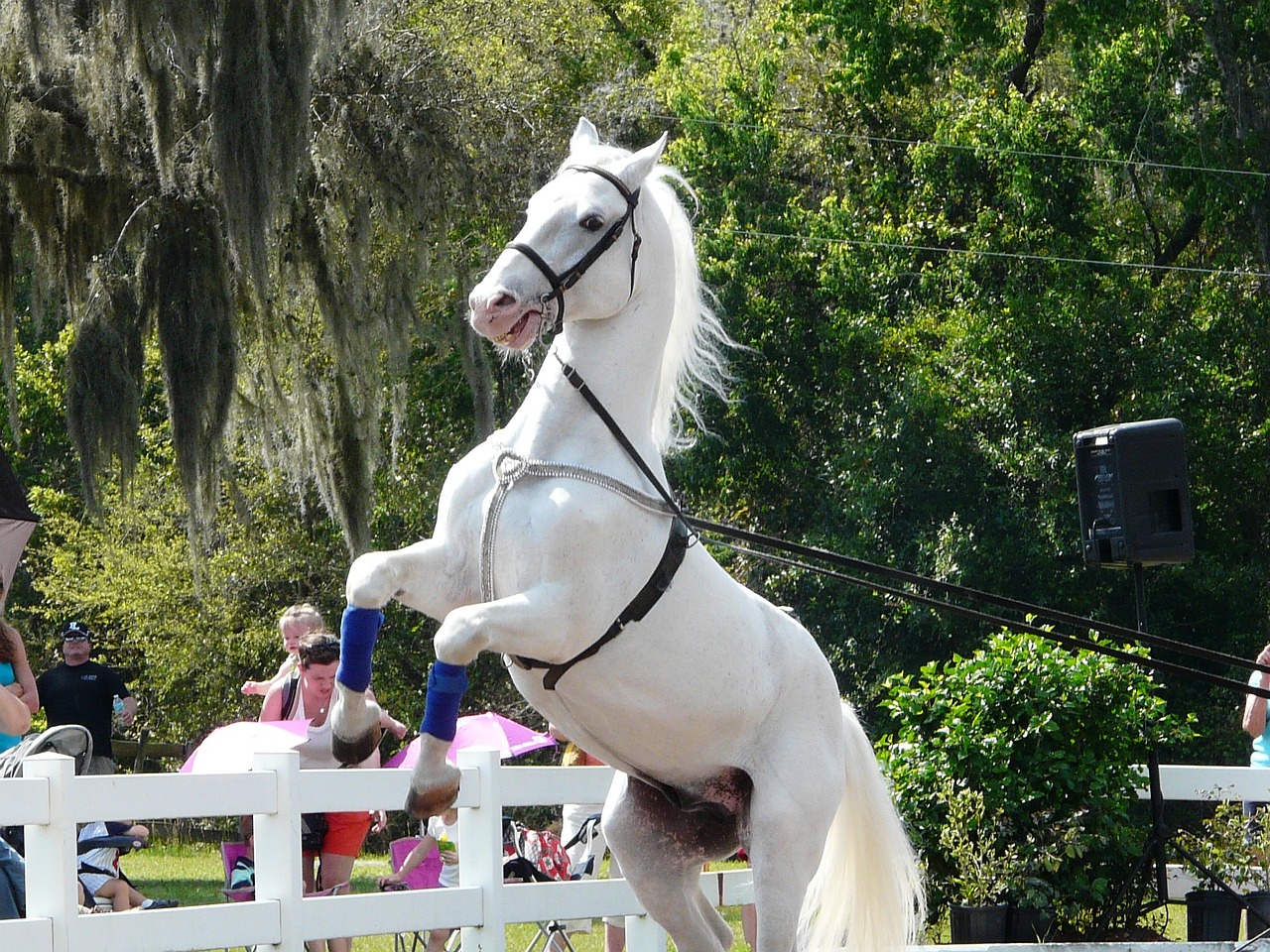 17 German Horse Breeds - Pet Breeezy