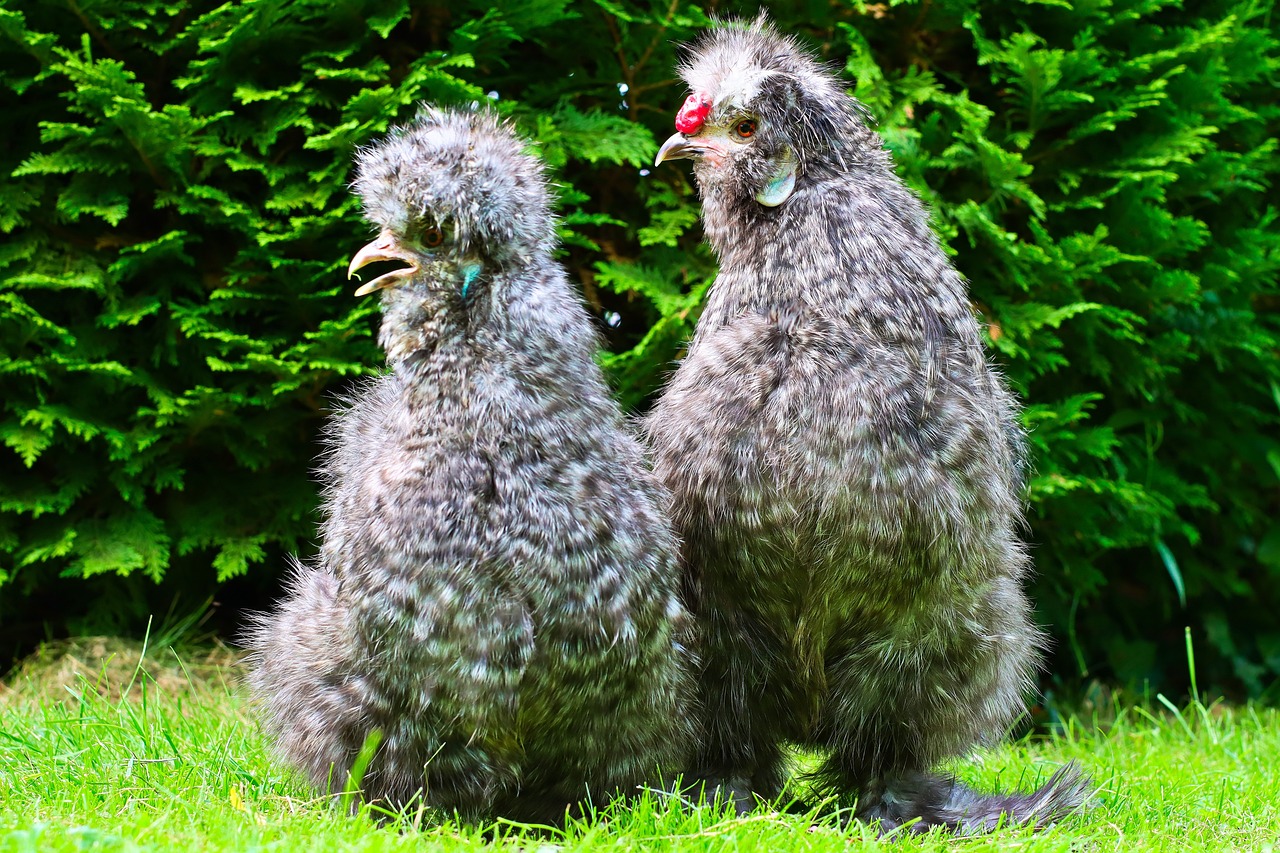 5 Chicken Breeds with 5 Toes (with Images) - Pet Breeezy
