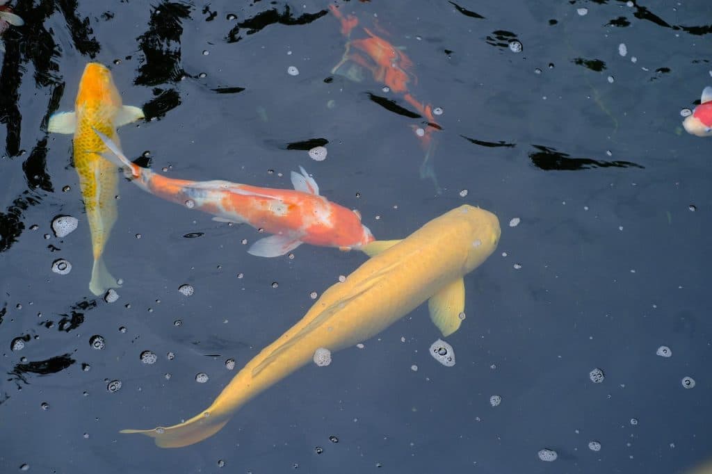 16 Types of Koi Fish: Colors, Varieties, and Classifications - Pet Breeezy