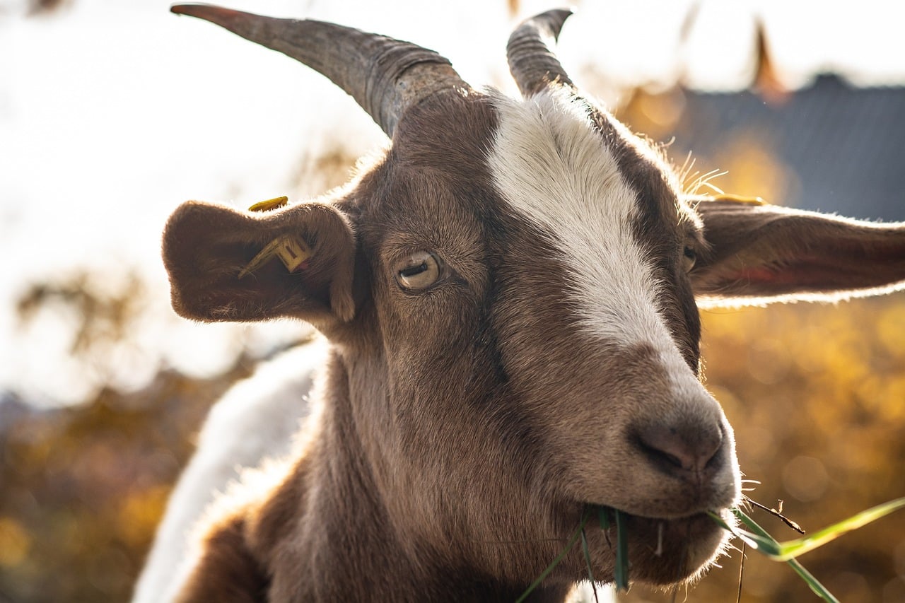 LaMancha Goat Breed: Facts, Lifespan, Behavior & Care Guide - Pet Breeezy