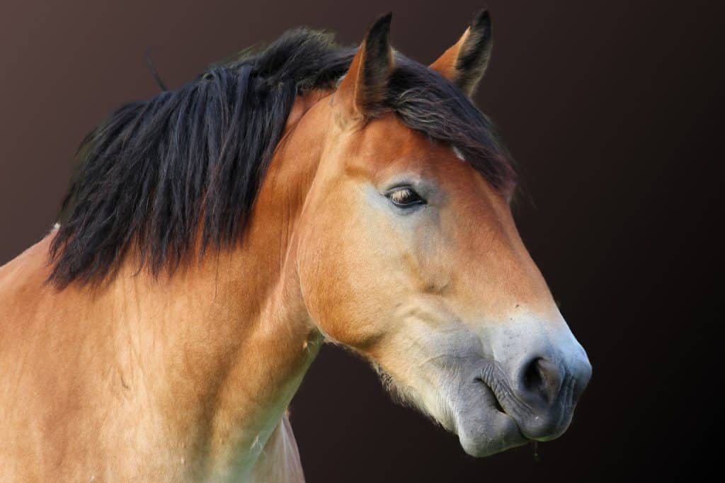 17 French Horse Breeds - Pet Breeezy
