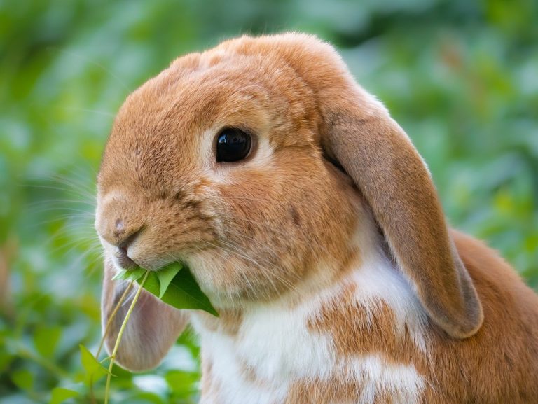 French Lop vs Holland Lop: What's the difference? - Pet Breeezy