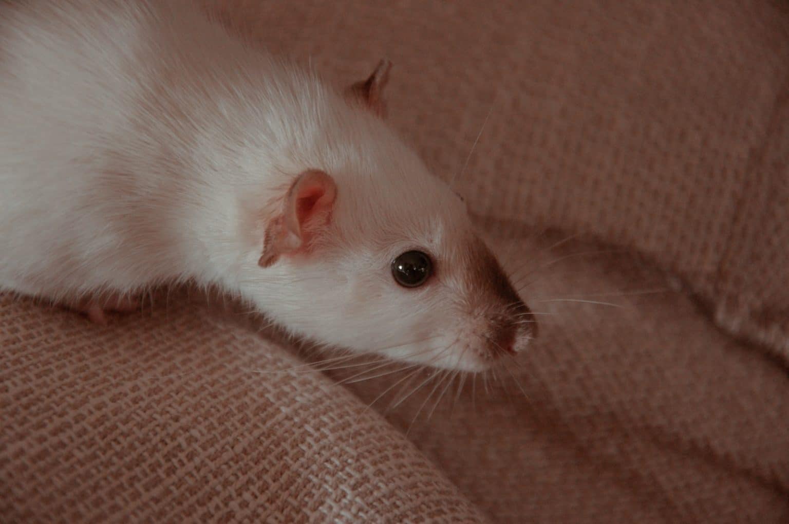 16 Different Types of Pet Rats: Breeds and Colors - Pet Breeezy