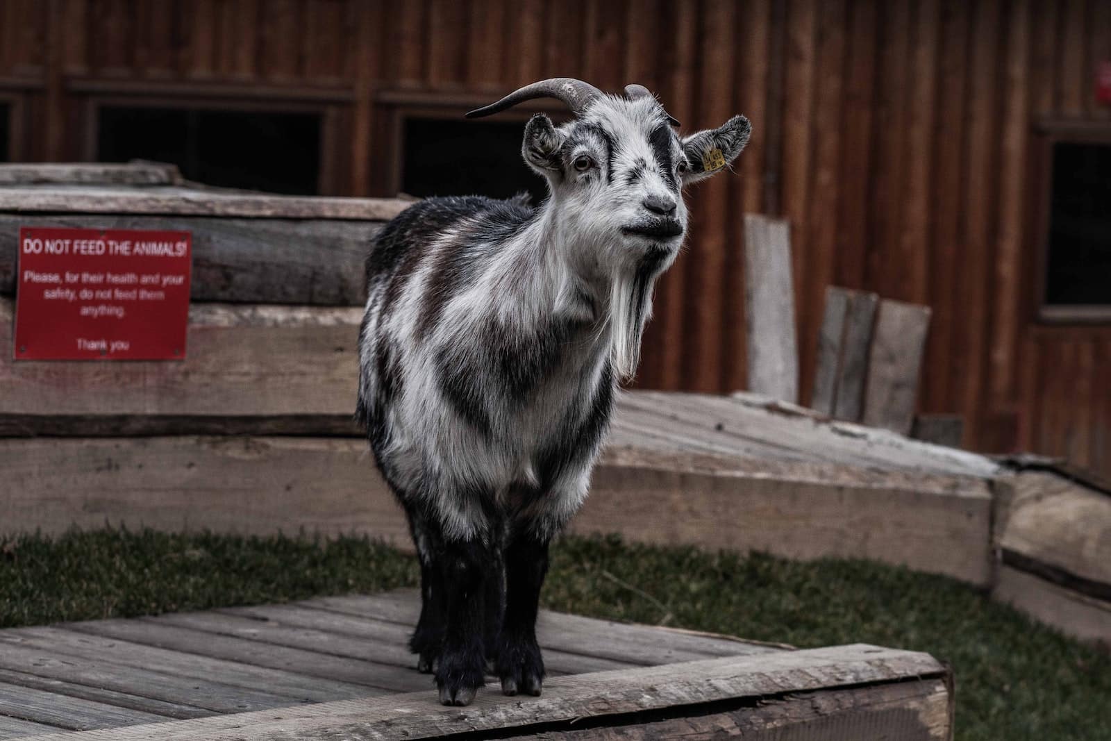 20 Well-Known Types Of Goat Breeds with Images - Pet Breeezy