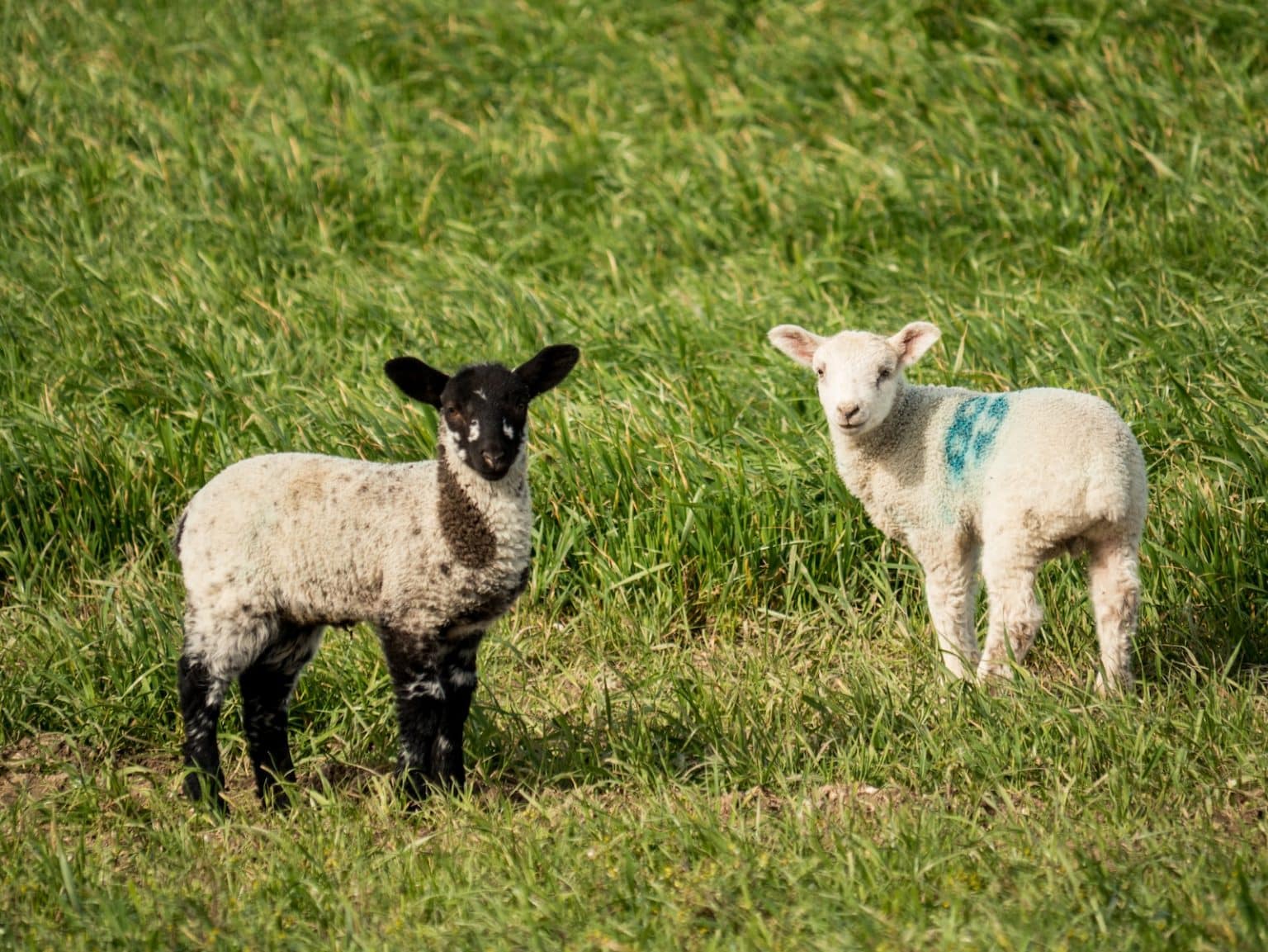 12 Most Popular Sheep Breeds - Pet Breeezy