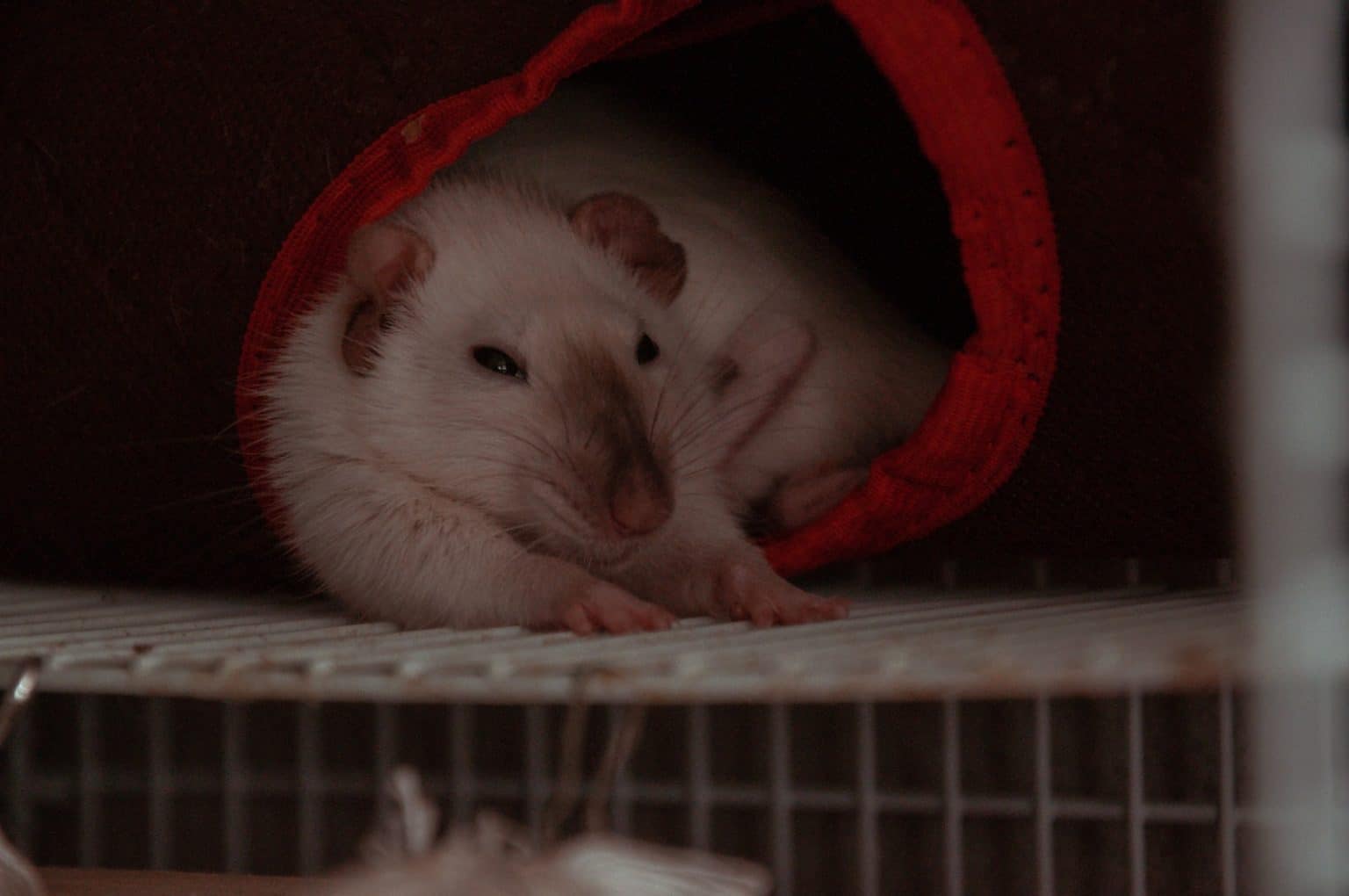 Dumbo Rat: Facts and Care (with Images) - Pet Breeezy