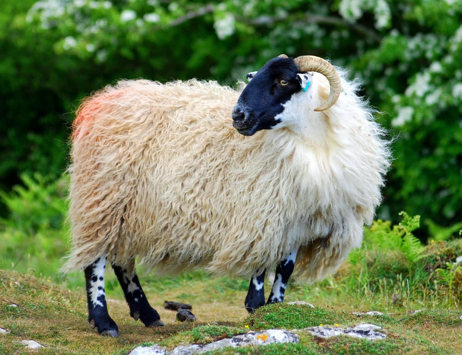 12 Most Popular Sheep Breeds - Pet Breeezy