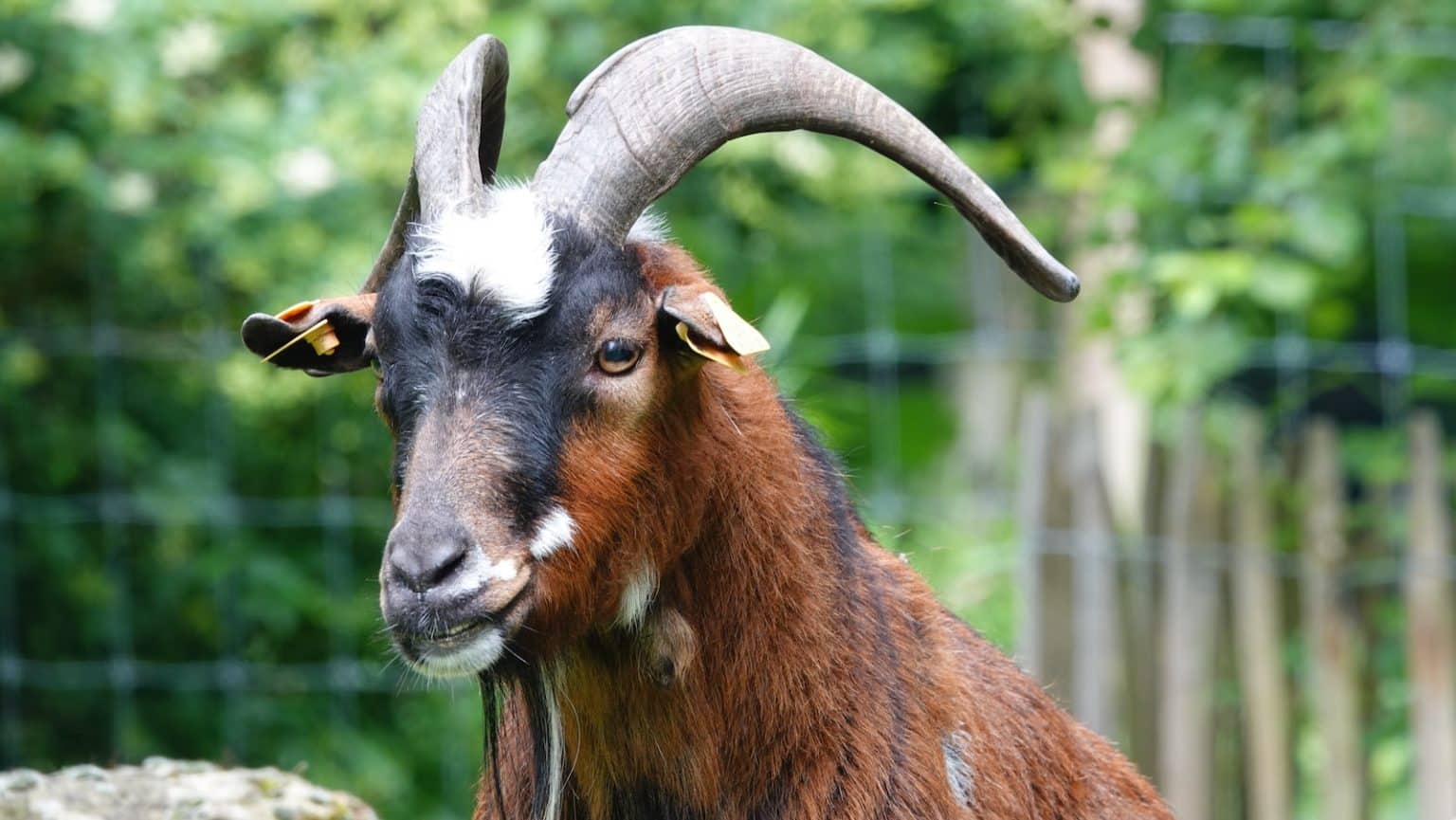 20 Well-Known Types Of Goat Breeds with Images - Pet Breeezy