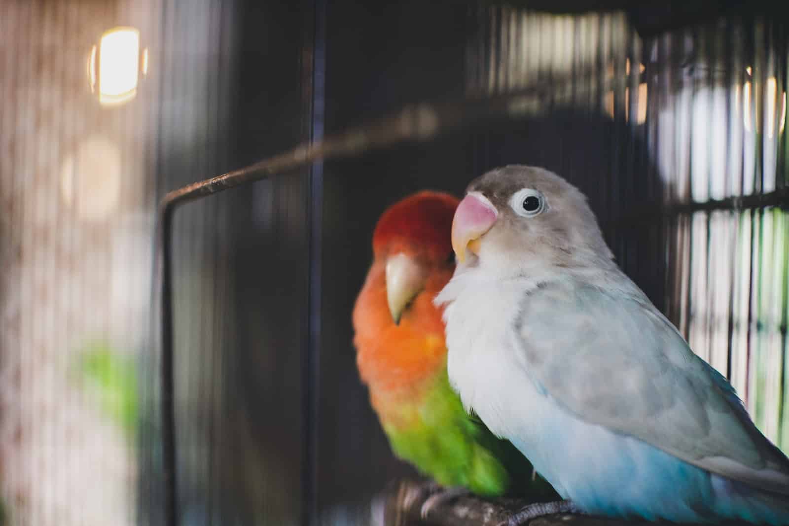9 Lovebird Sounds and their Meanings - Pet Breeezy
