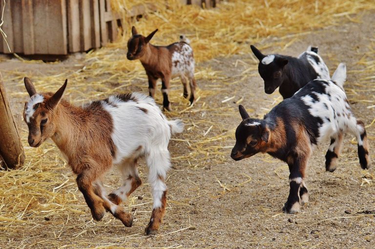 20 Well-Known Types Of Goat Breeds with Images - Pet Breeezy