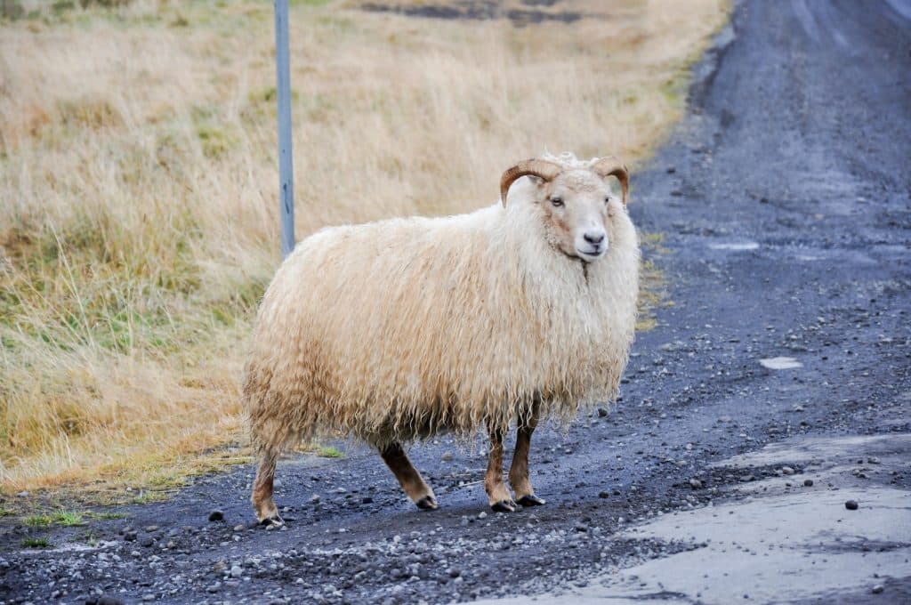12 Most Popular Sheep Breeds - Pet Breeezy