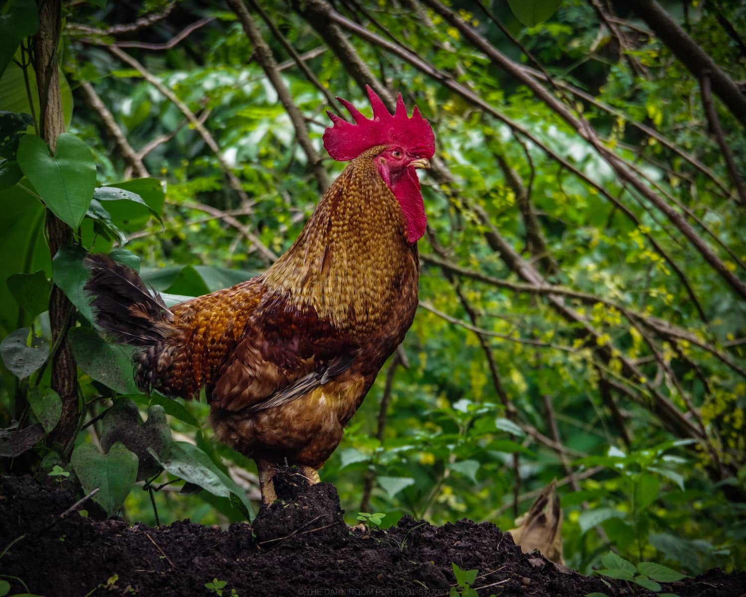 12 Red Chicken Breeds - Pet Breeezy