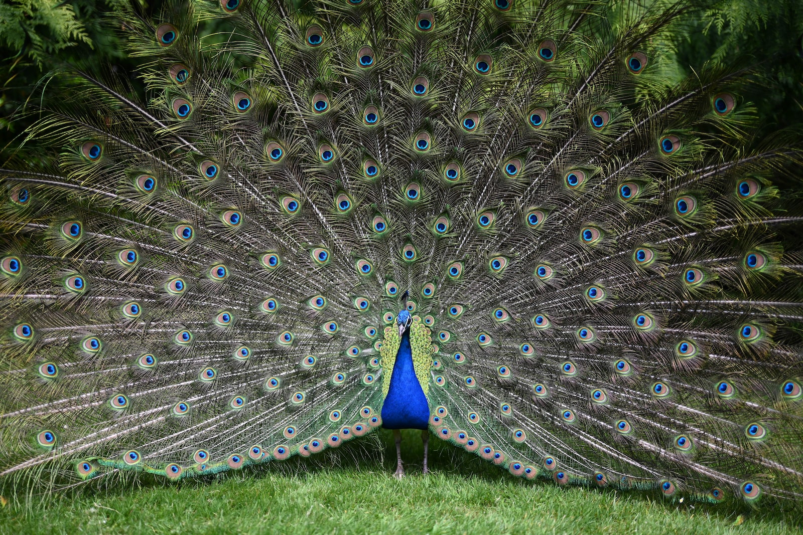Five Important Things to Know About Peacocks As Pets - Pet Breeezy