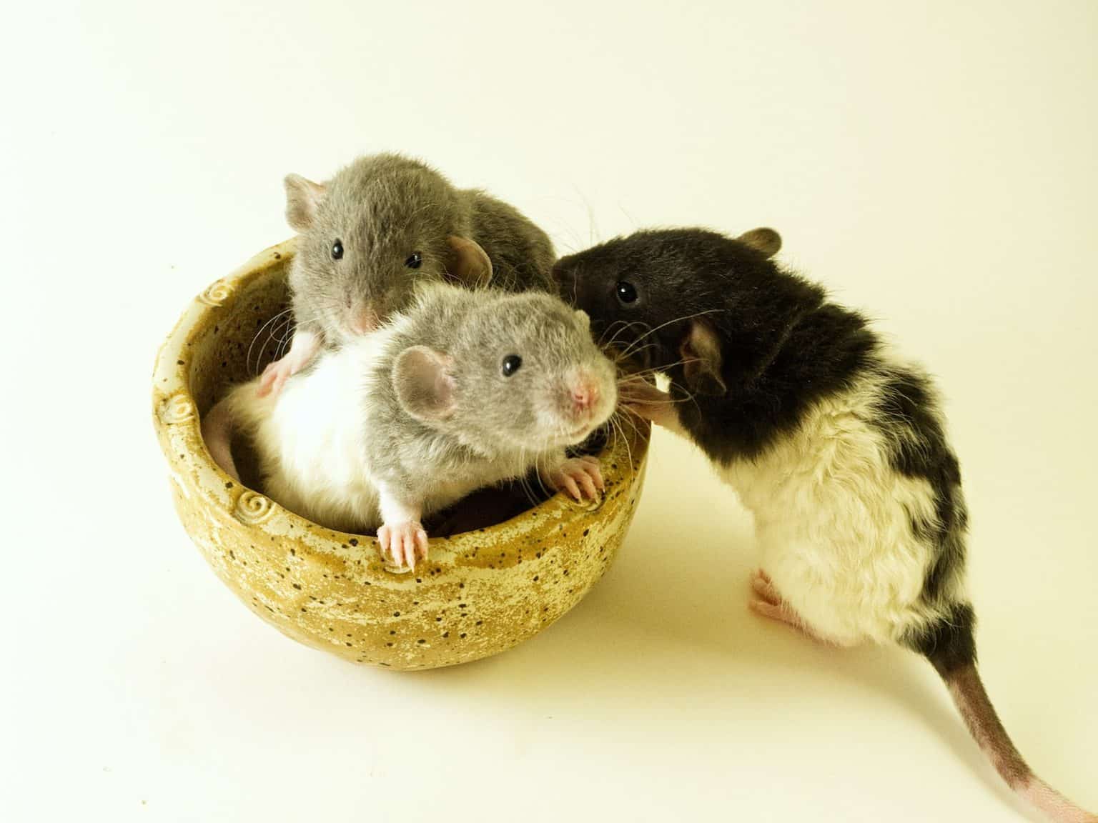 Albino Rats: 18 Incredible Facts about These White Rats - Pet Breeezy