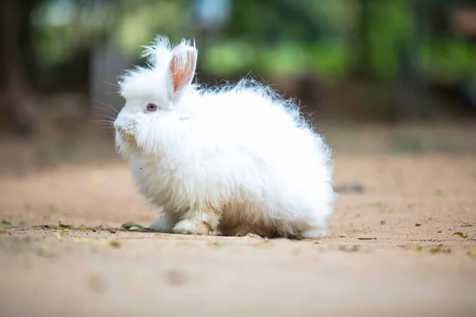 French Angora Rabbit Facts, Lifespan, and Traits - with Images - Pet ...