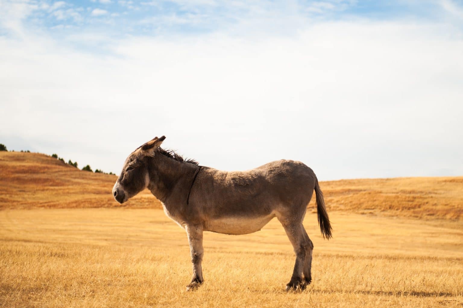 Falabella Horse: Facts, Lifespan, Behavior & Care Guide - Pet Breeezy