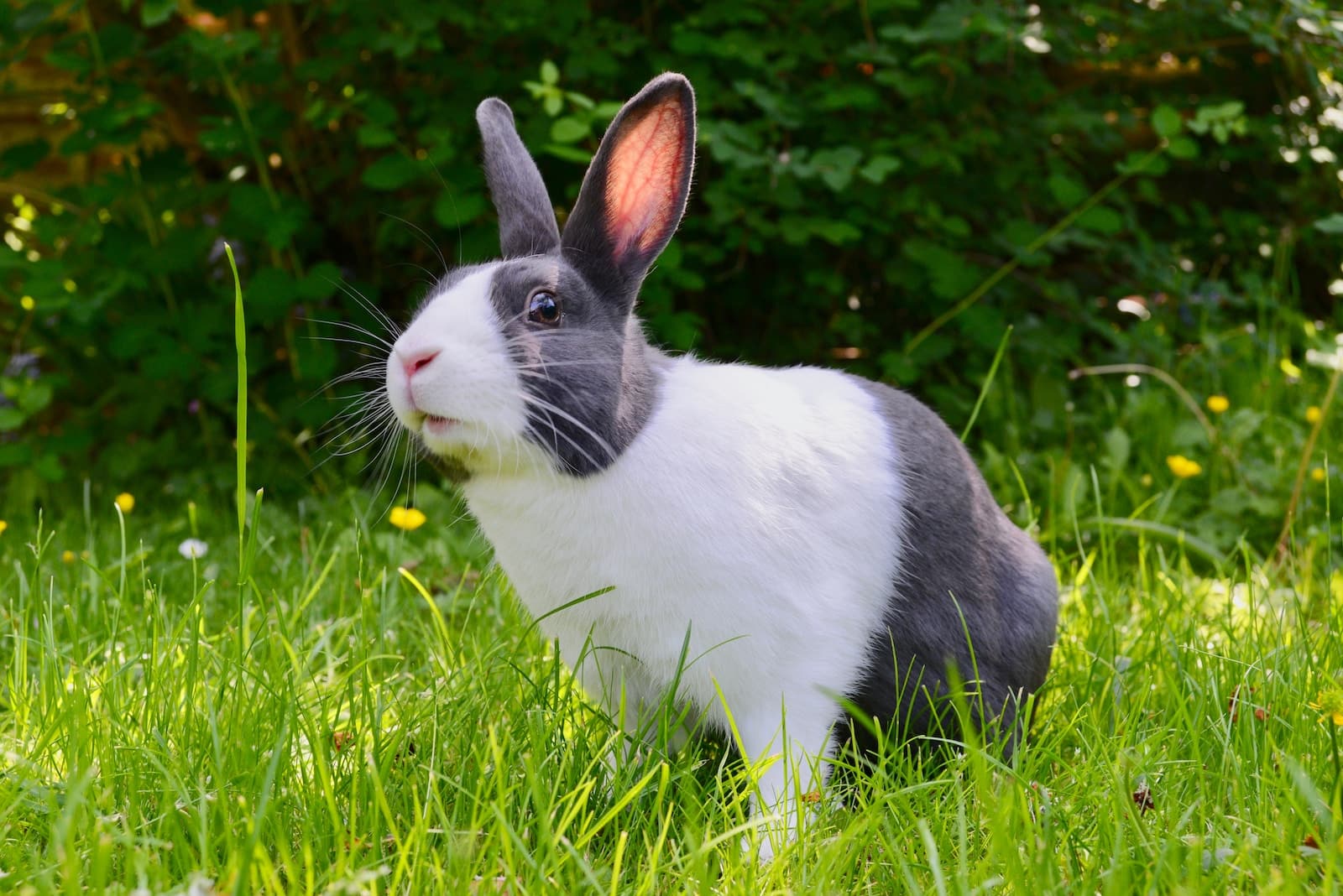 Silver Rabbit: Breed Info, Care, Varieties & More - Pet Breeezy