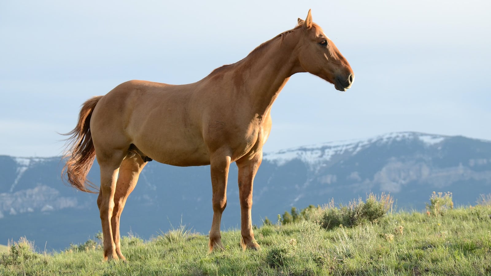 17 German Horse Breeds - Pet Breeezy