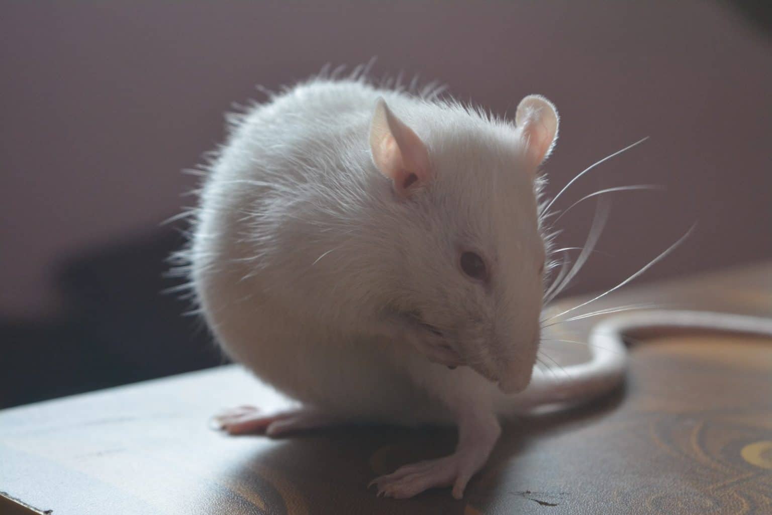 16 Different Types of Pet Rats: Breeds and Colors - Pet Breeezy