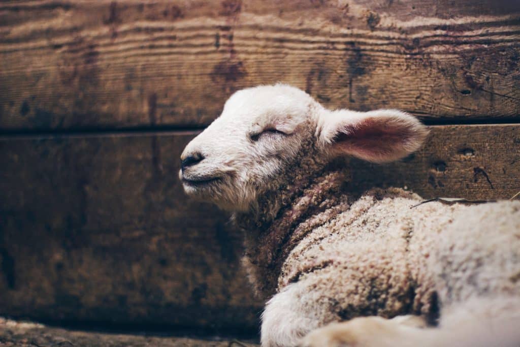 12 Most Popular Sheep Breeds - Pet Breeezy