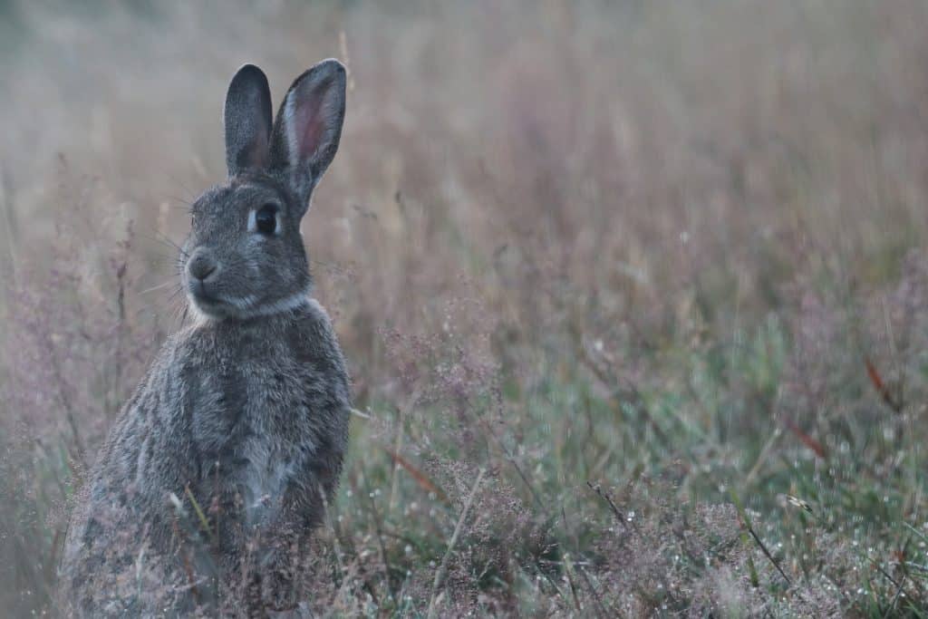 Volcano Rabbit: Facts, Lifespan, Behavior & Care Guide - Pet Breeezy