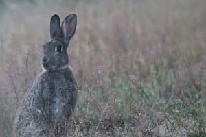 Volcano Rabbit: Facts, Lifespan, Behavior & Care Guide - Pet Breeezy