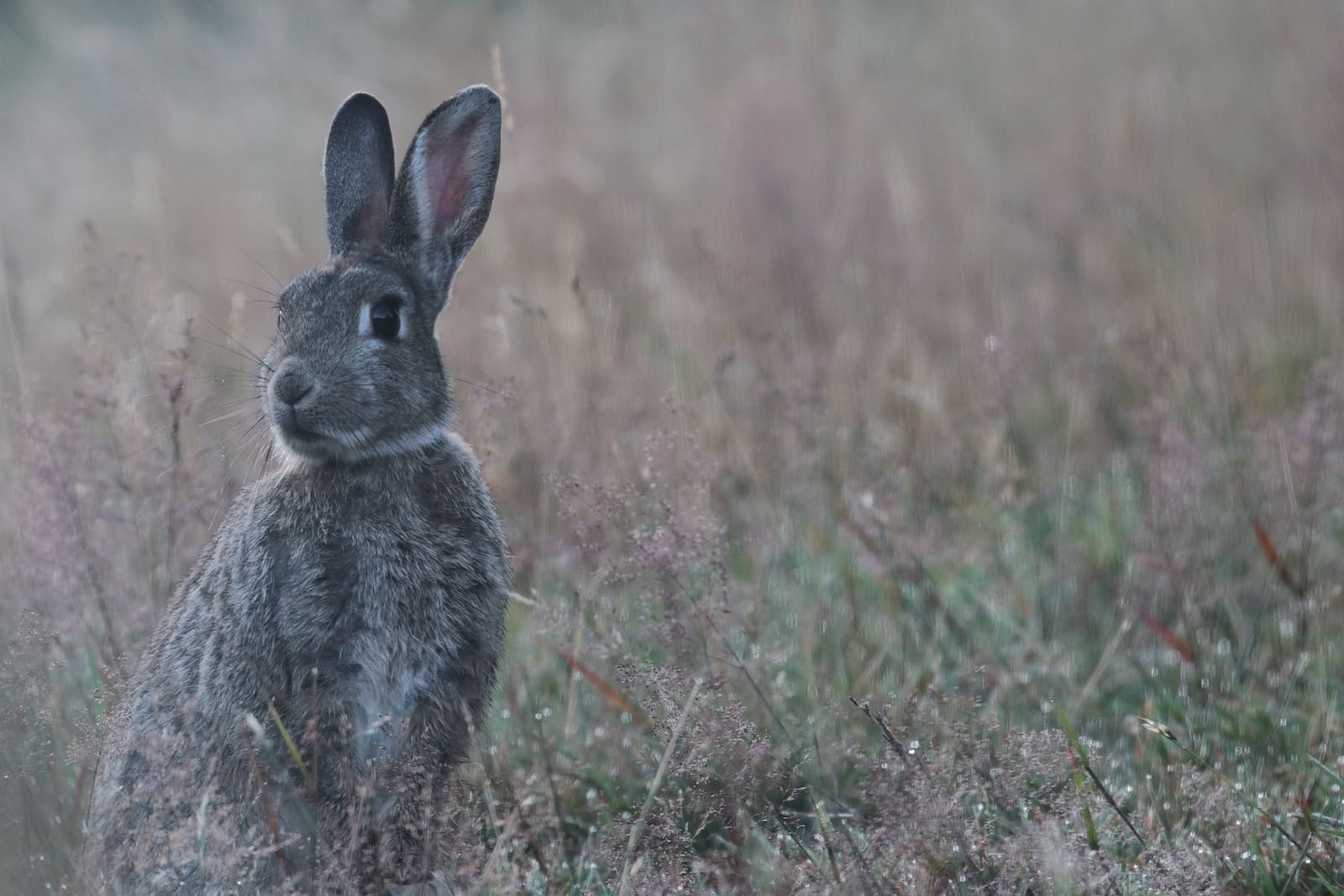 Volcano Rabbit: Facts, Lifespan, Behavior & Care Guide - Pet Breeezy