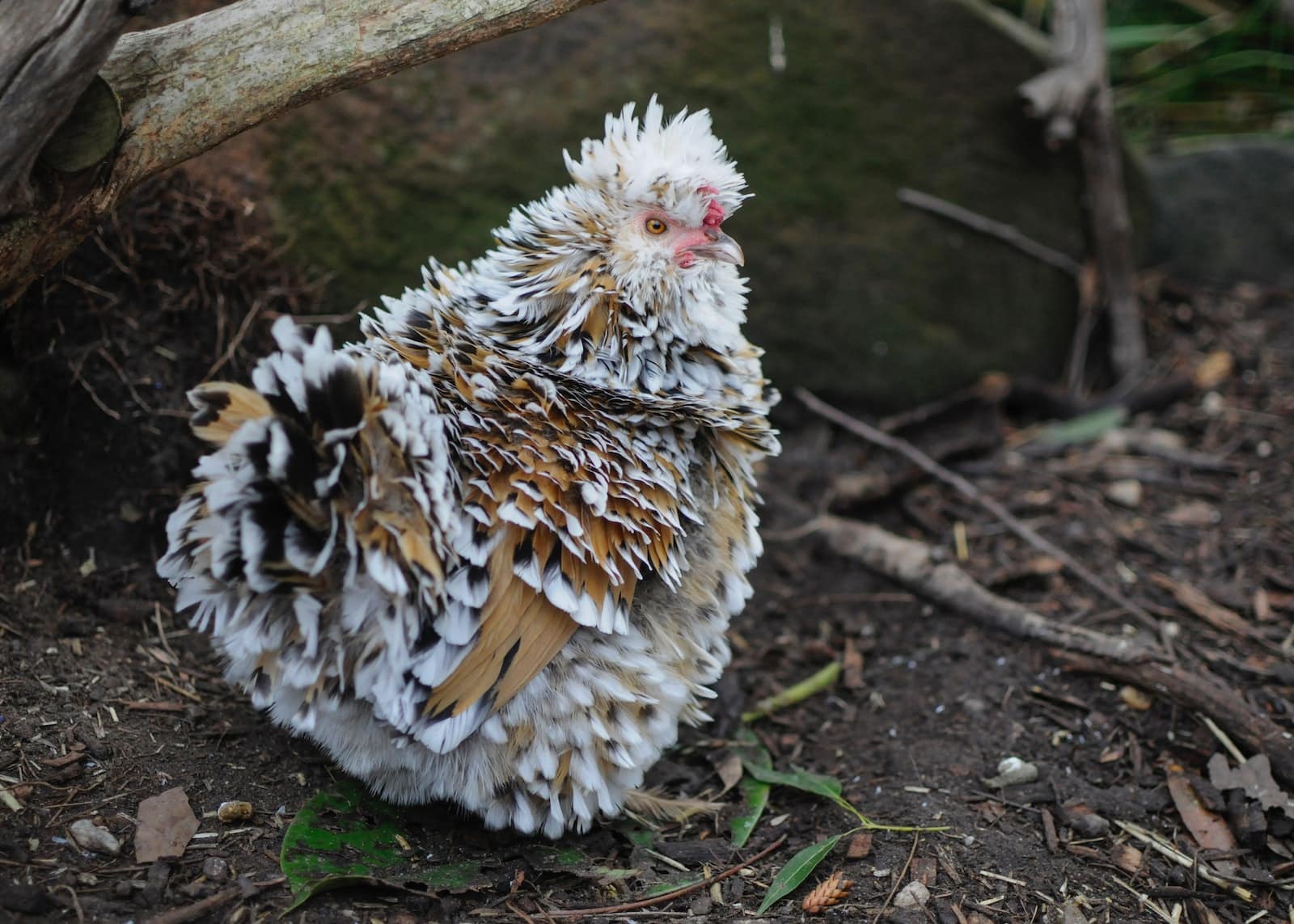 5 Chicken Breeds with 5 Toes (with Images) - Pet Breeezy
