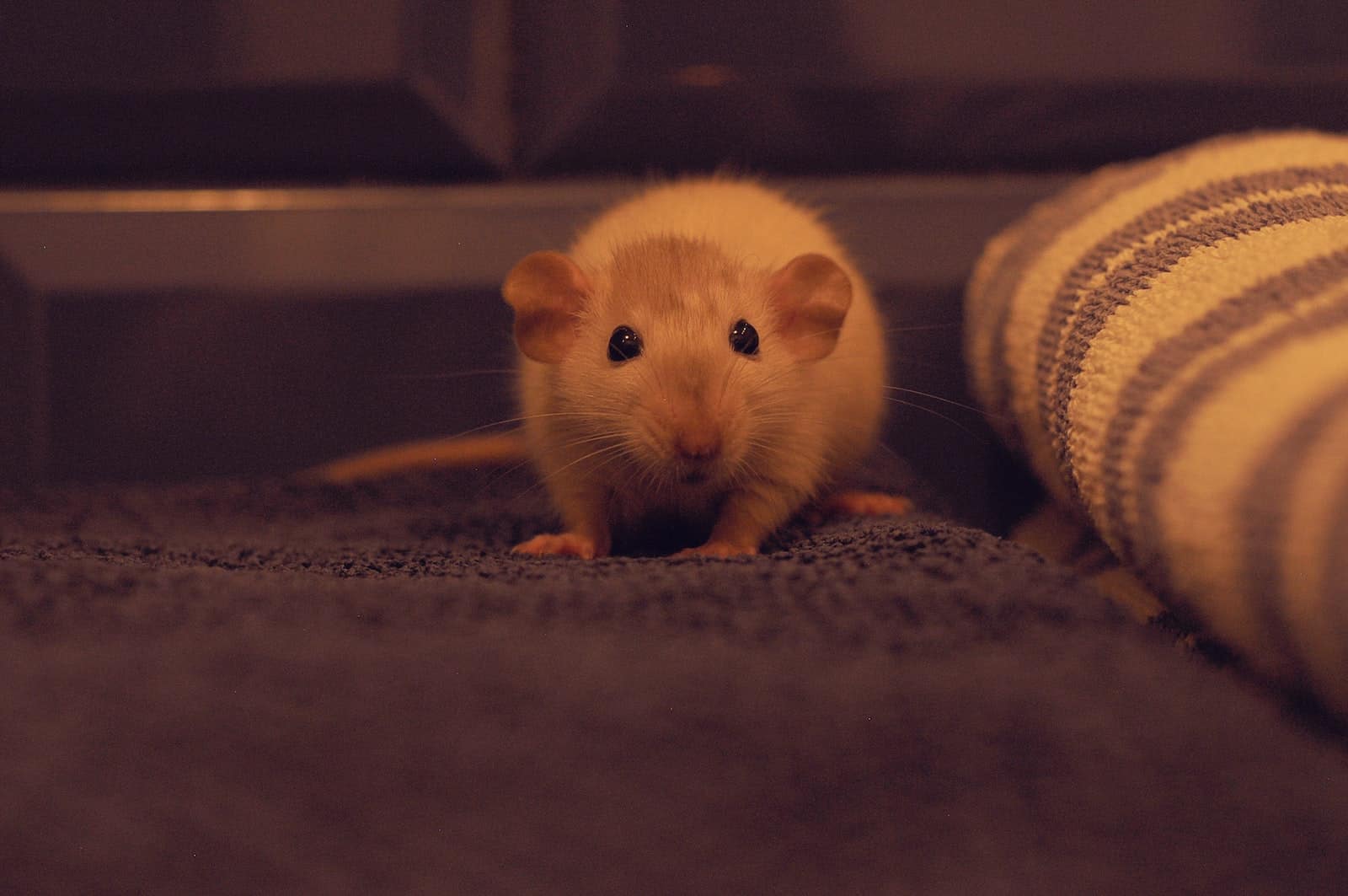 Dumbo Rat: Facts and Care (with Images) - Pet Breeezy