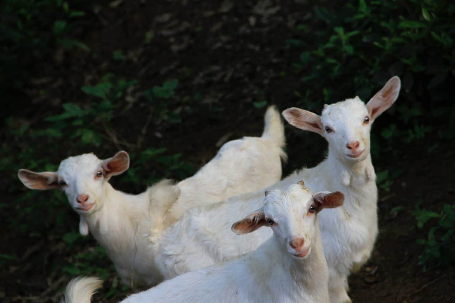20 Well-Known Types Of Goat Breeds with Images - Pet Breeezy