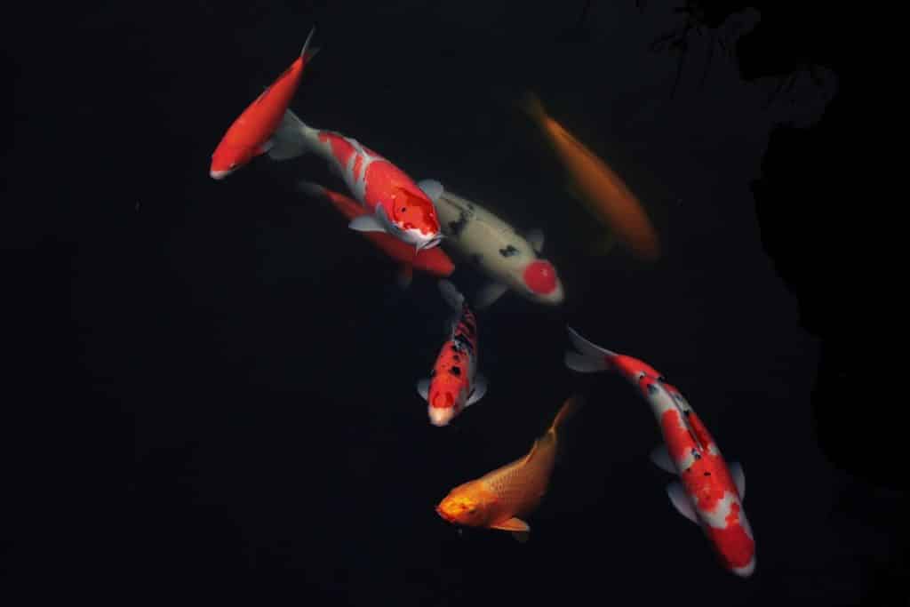 16 Types of Koi Fish: Colors, Varieties, and Classifications - Pet Breeezy