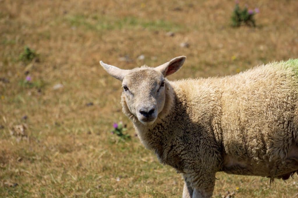 12 Most Popular Sheep Breeds - Pet Breeezy