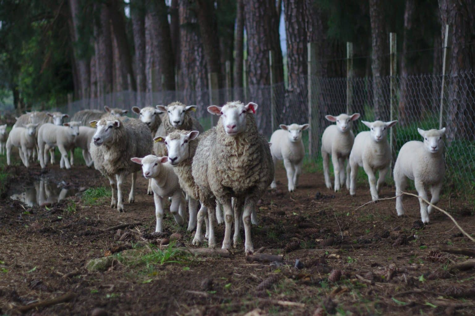 12 Most Popular Sheep Breeds - Pet Breeezy