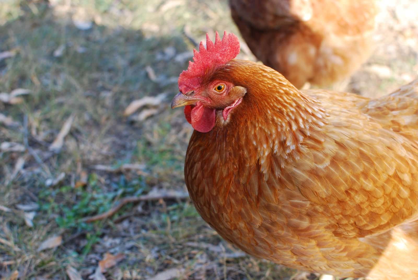 Australorp Chicken: Care, Facts, and Lifespan - Pet Breeezy