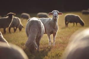 12 Most Popular Sheep Breeds - Pet Breeezy
