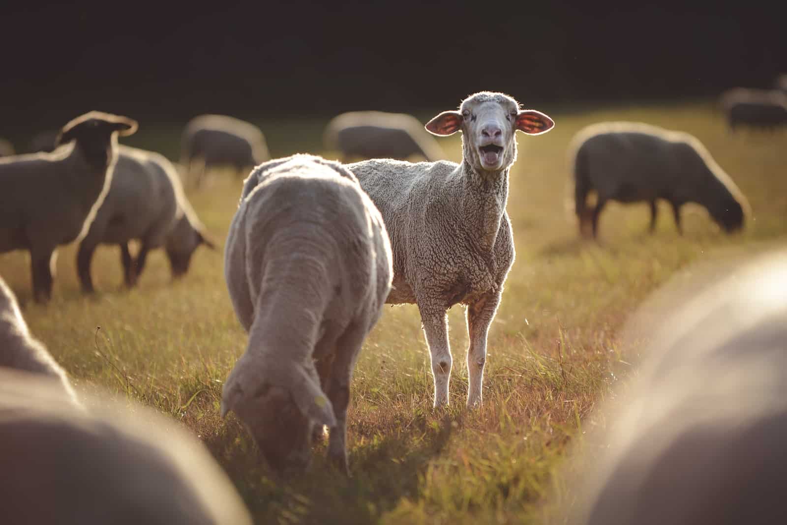 12 Most Popular Sheep Breeds - Pet Breeezy
