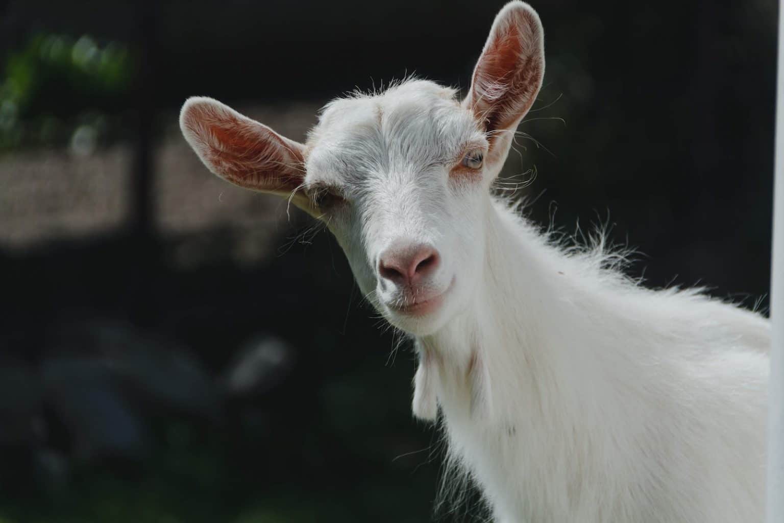 20 Well-Known Types Of Goat Breeds with Images - Pet Breeezy