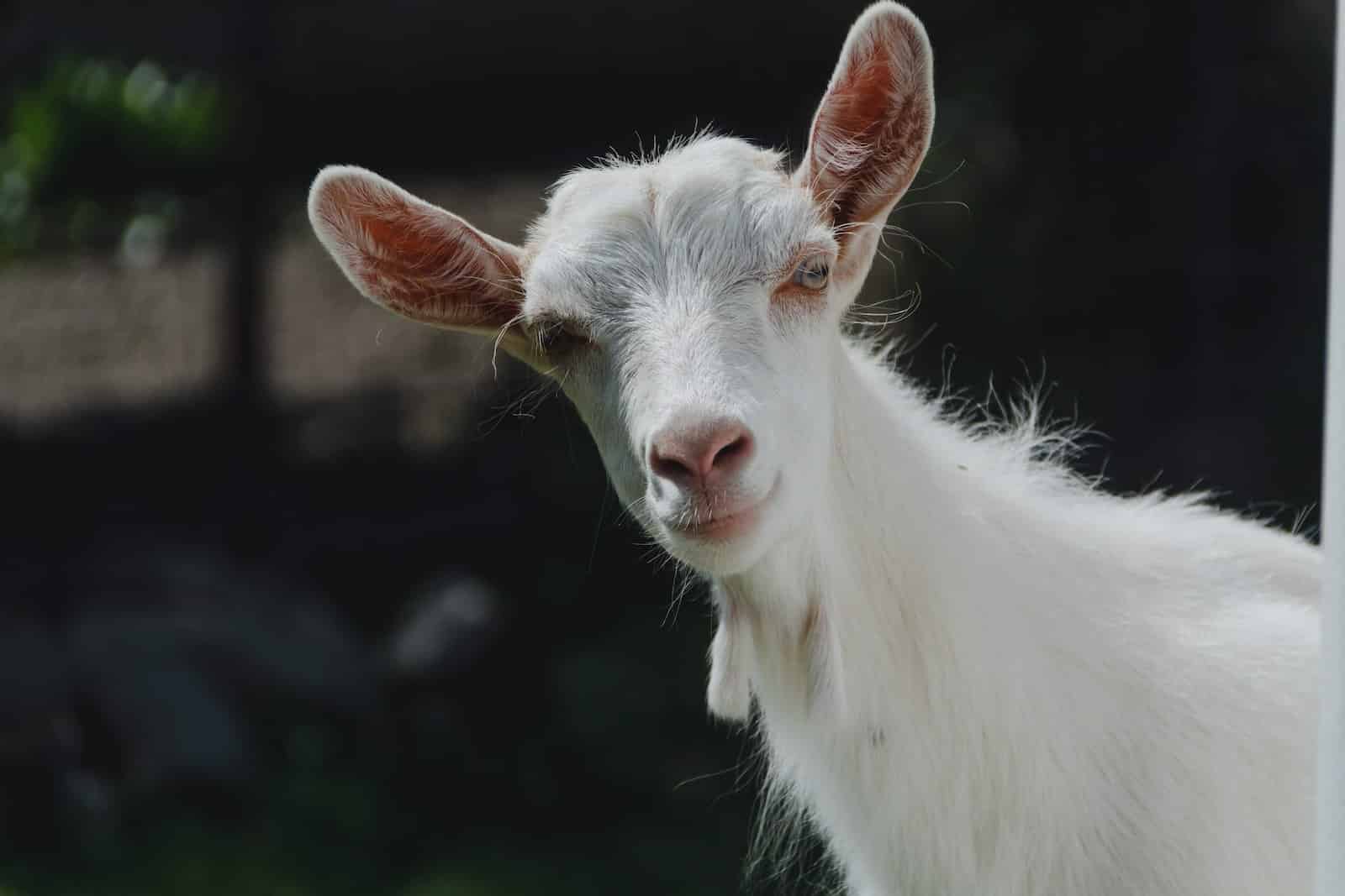 20 Well-Known Types Of Goat Breeds with Images - Pet Breeezy