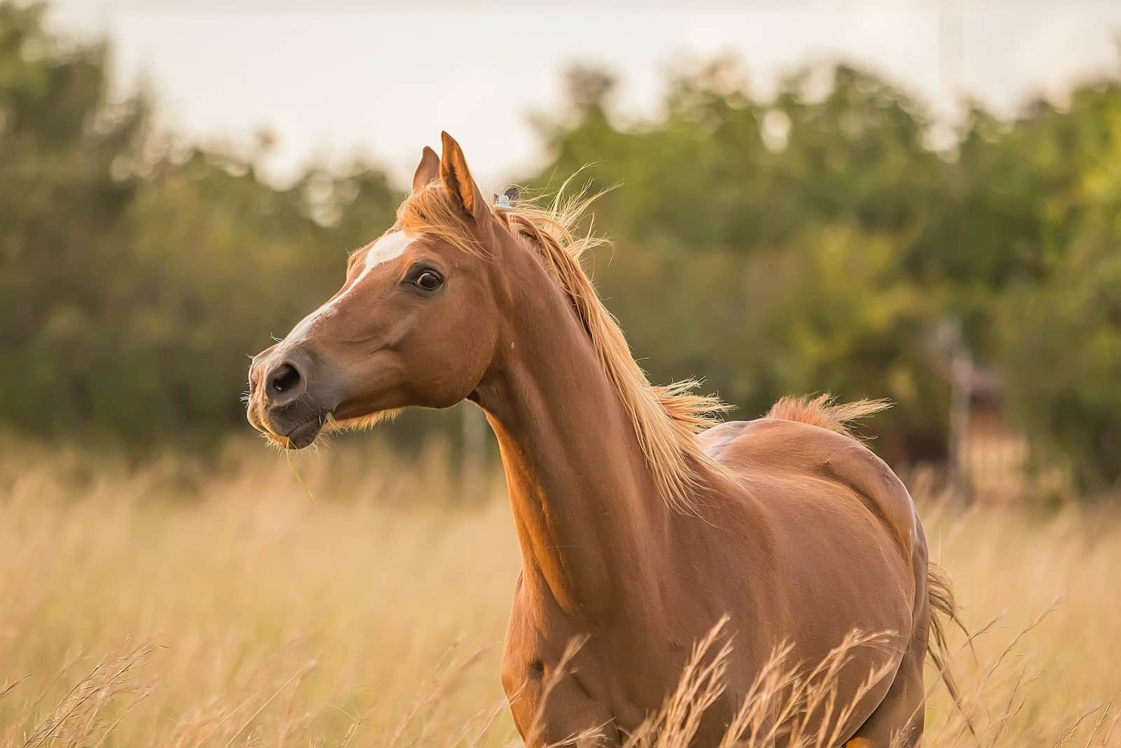 17 German Horse Breeds - Pet Breeezy