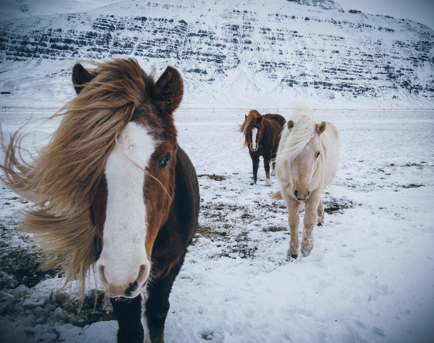 Falabella Horse: Facts, Lifespan, Behavior & Care Guide - Pet Breeezy